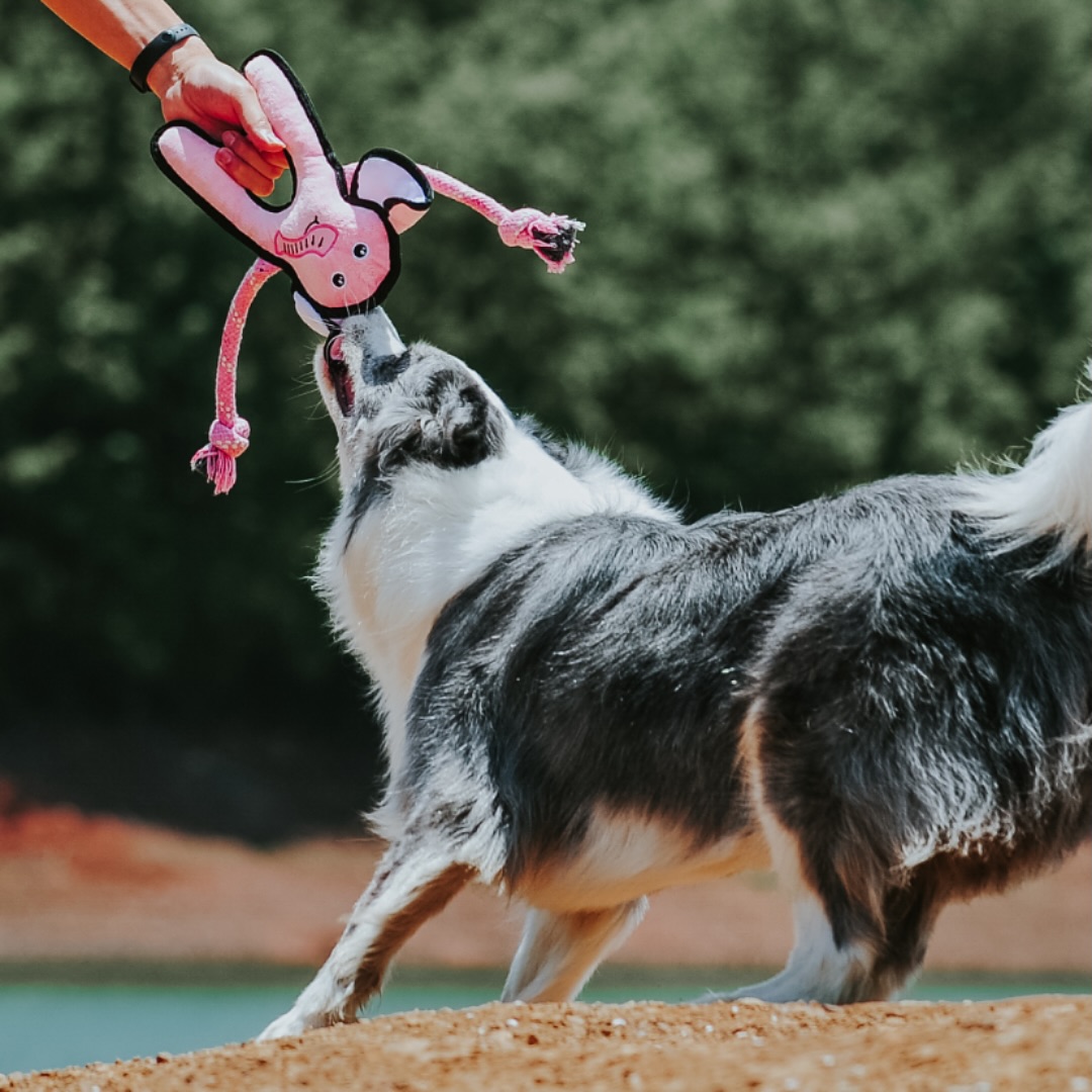 V-PET
