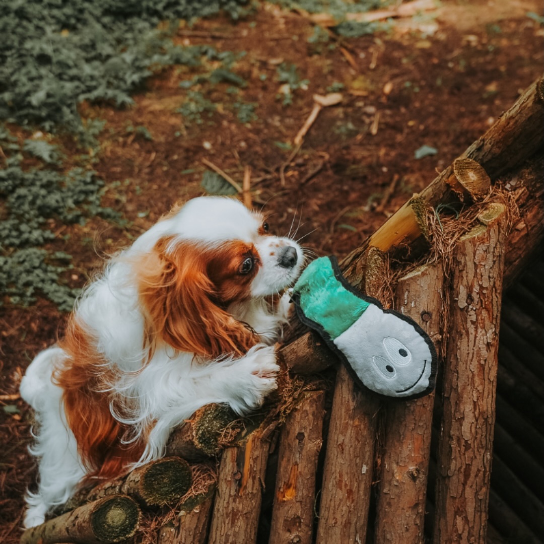 V-PET