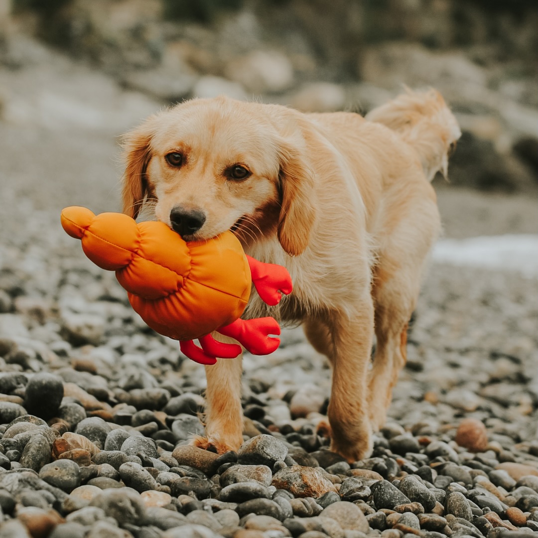 V-PET